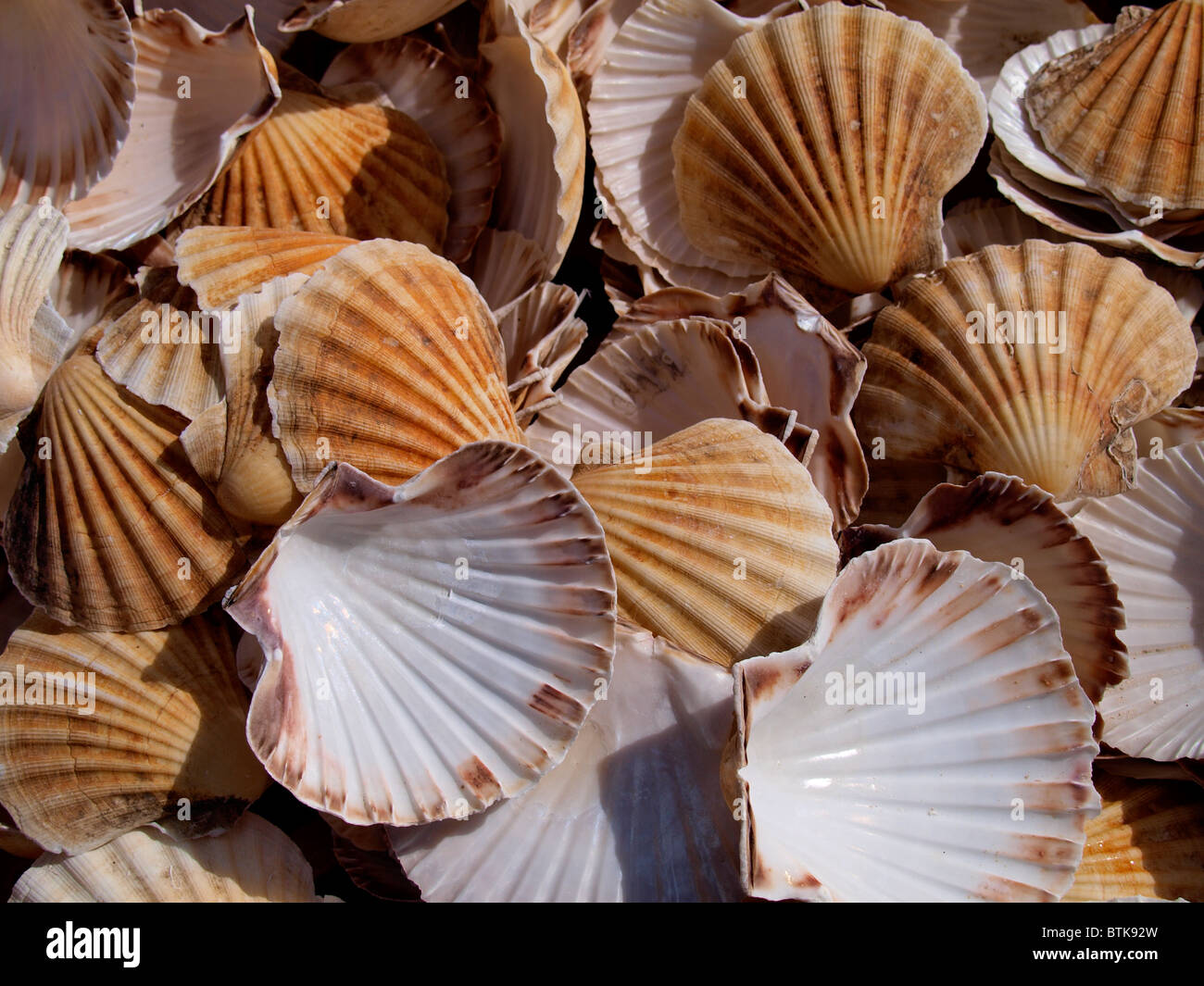 Scallop shells hi-res stock photography and images - Alamy