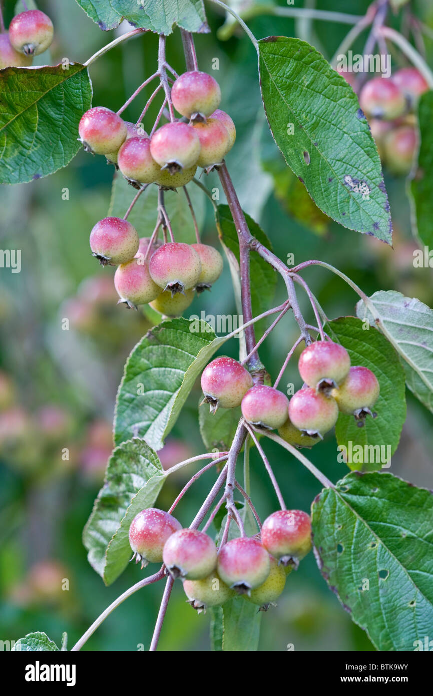 Crab apples (Malus sp.) fruit and leaves Jodrell Bank Arboretum Holmes ...