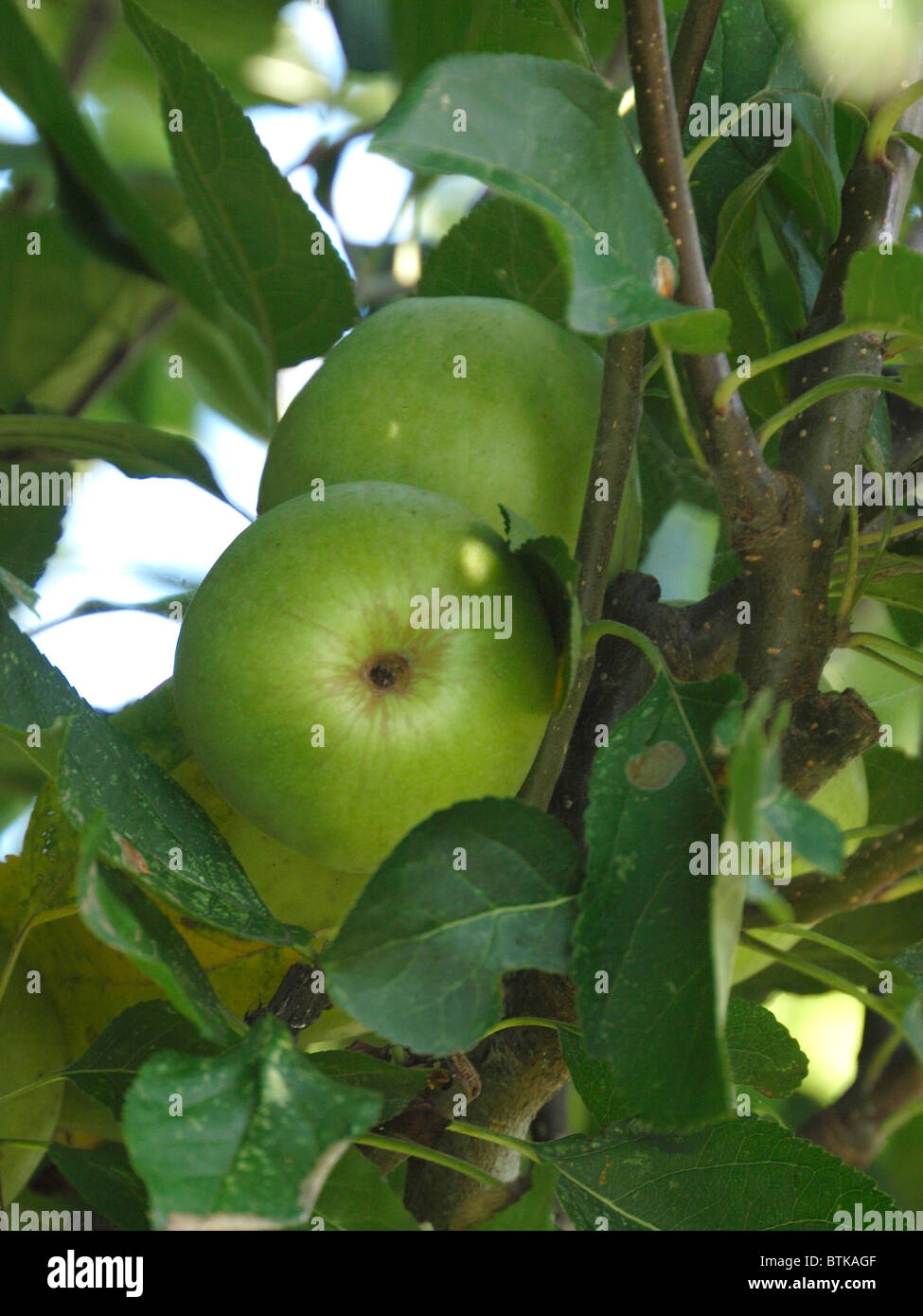 Apples grow on a tree, UK Stock Photo - Alamy
