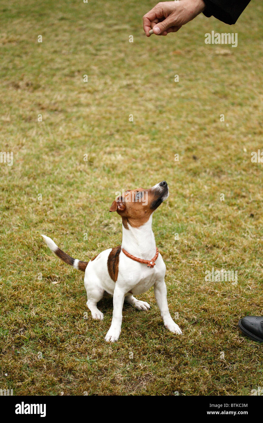 A dog looking at his titbit Stock Photo - Alamy