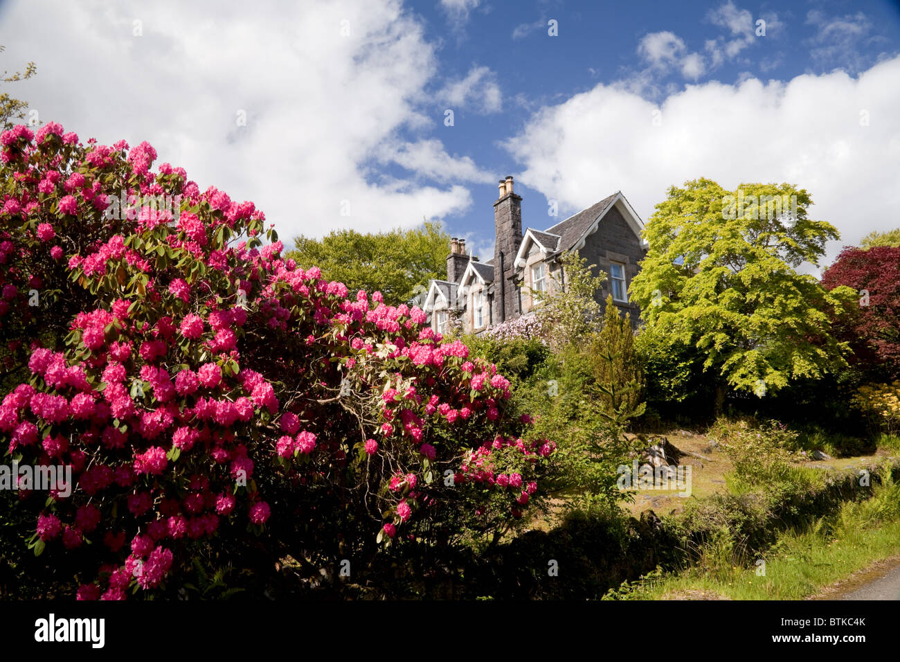 Front garden with rhododendron bush of house in Scottish Highlands ...