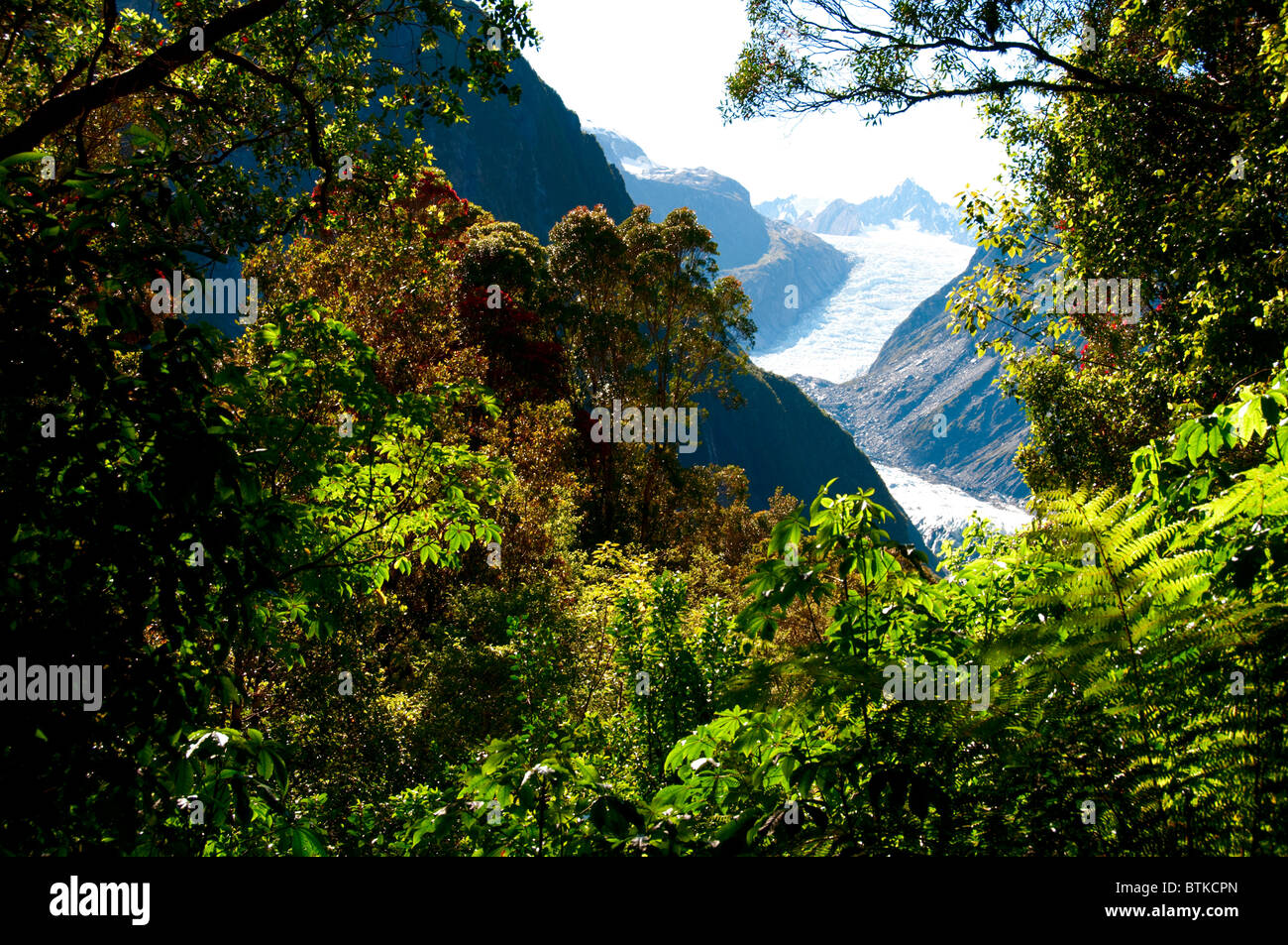Fox Glacier,Pohutukawa,Rata Trees,Southern Alps,South Island New ...