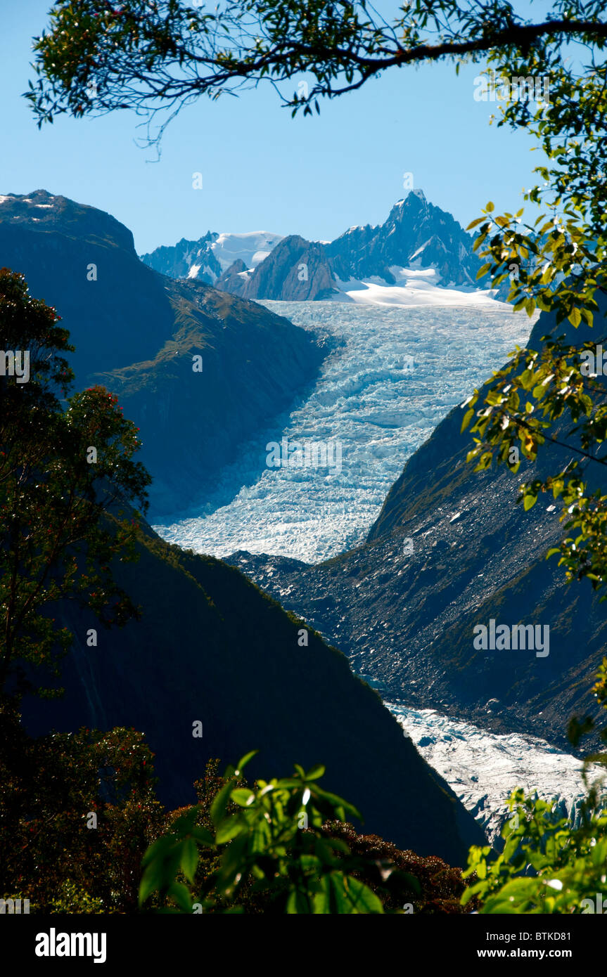 Southern rata hi-res stock photography and images - Alamy