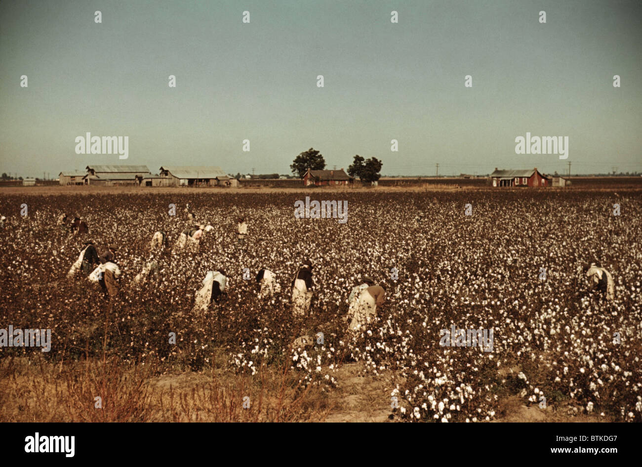 African American day laborers picking cotton near Clarksdale ...