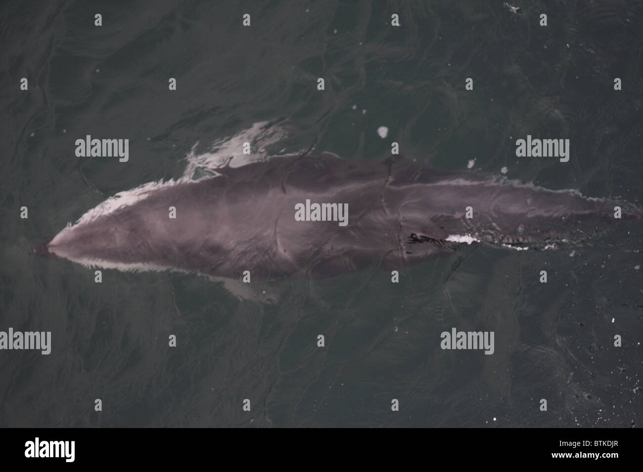 dolphin seen from above Stock Photo - Alamy