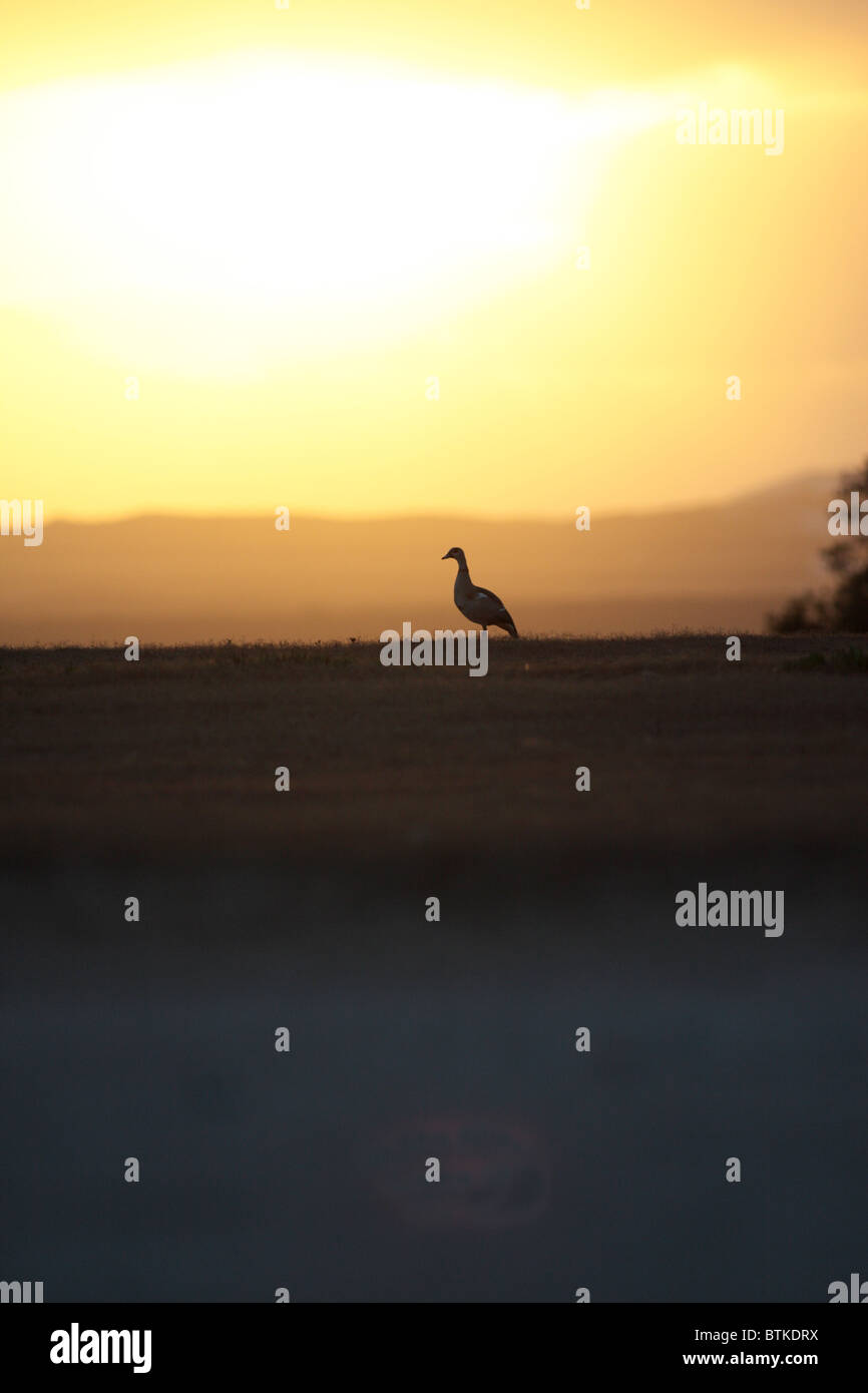 bird sitting in silhouette against a sunset Stock Photo - Alamy
