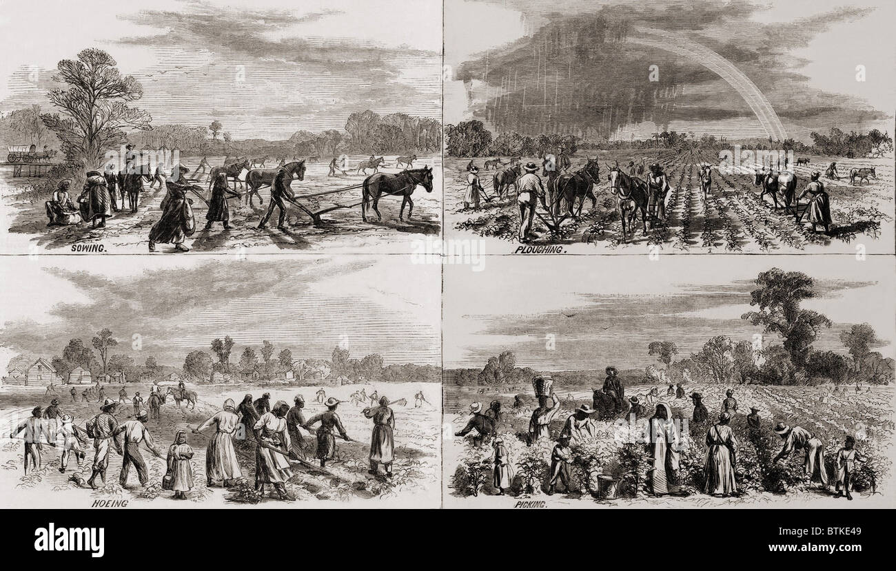 Slaves picking cotton hi-res stock photography and images - Alamy