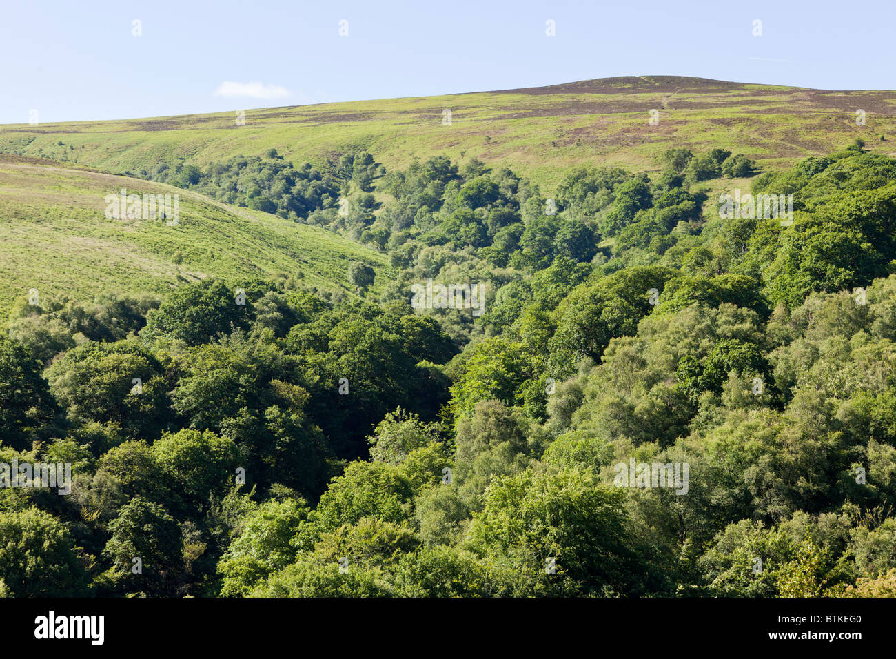 Wooded combes hi-res stock photography and images - Alamy