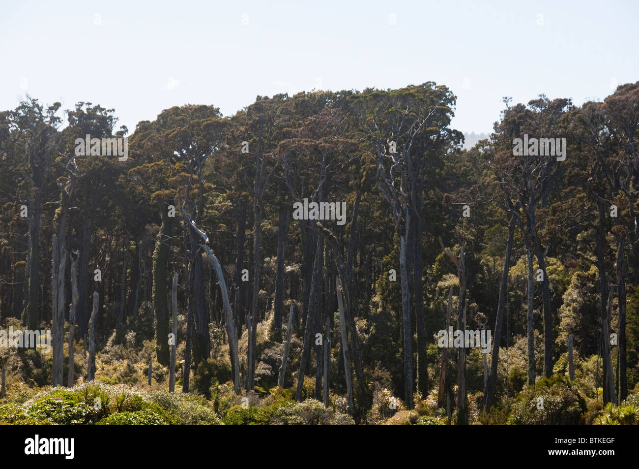 Ship Creek ,Kahikatea Rain Forest ,Rimu,Wetland, Forest, Beach,Tower ...