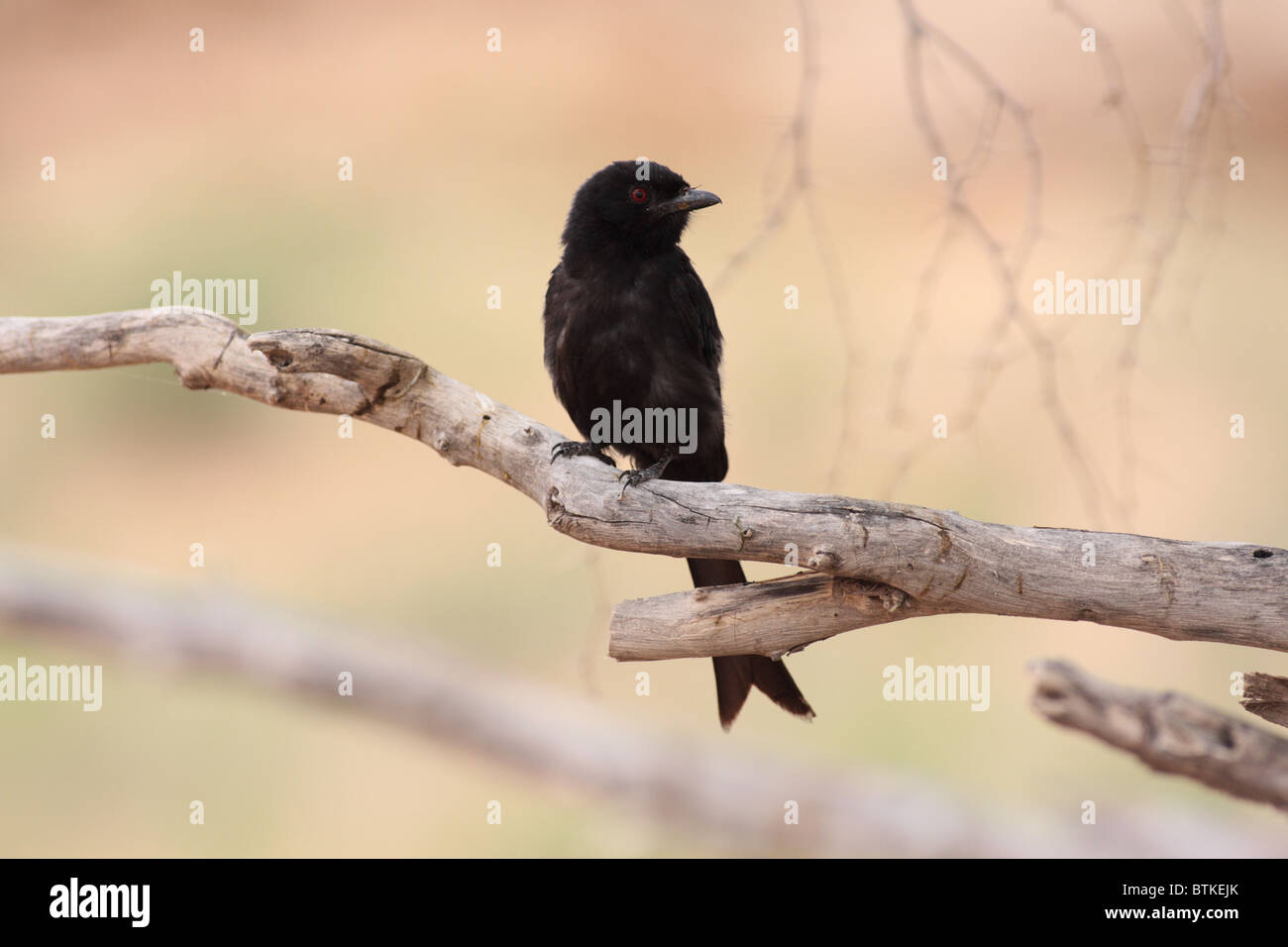 black bird sitting on a branch Stock Photo - Alamy