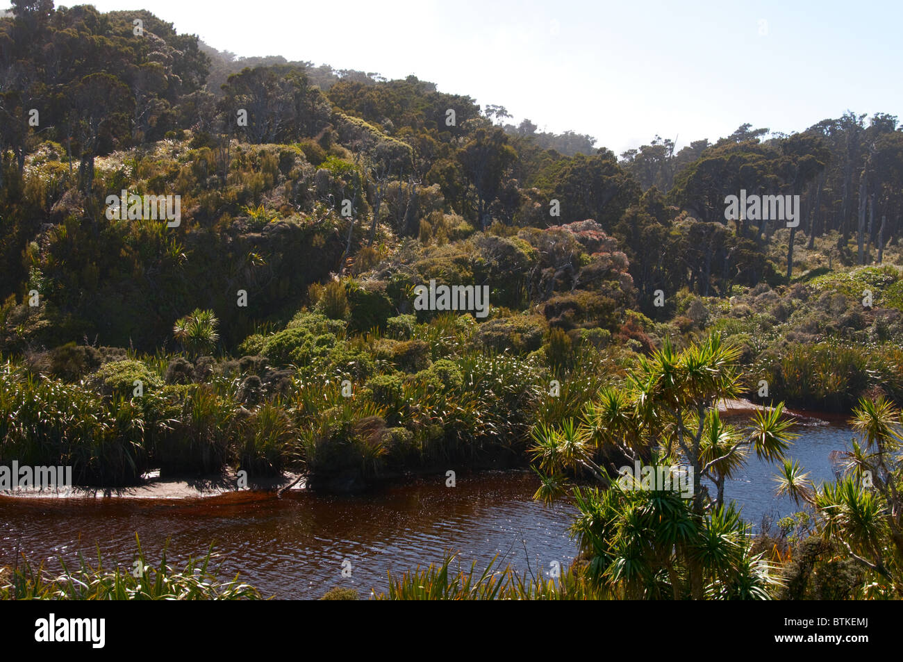 Ship Creek ,Kahikatea Rain Forest ,Rimu,Wetland, Forest, Beach,Tower ...