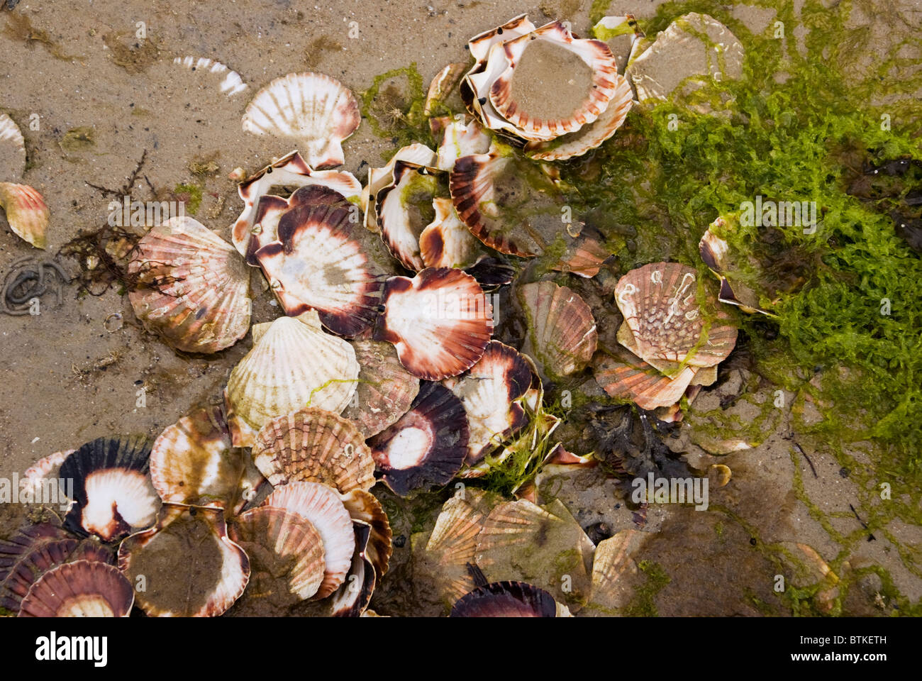Rock pool sea weed hi-res stock photography and images - Alamy