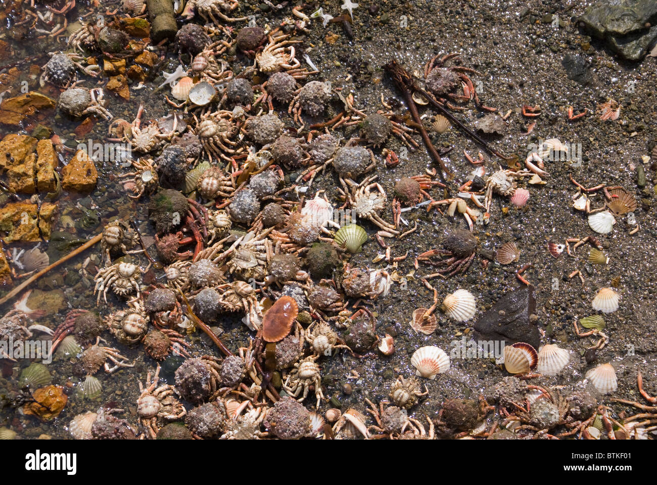 Rock pool with sea life debris Stock Photo - Alamy