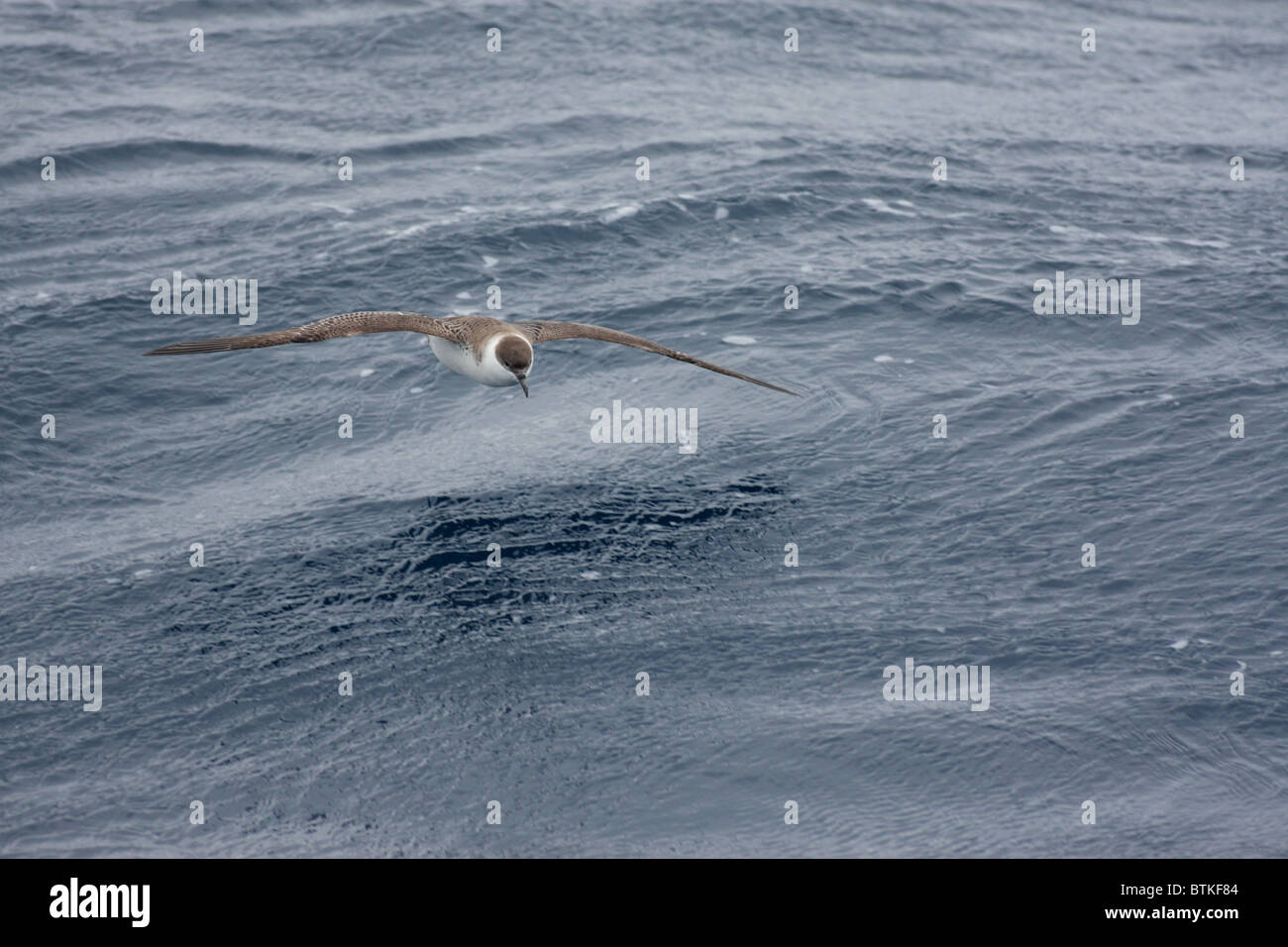 seabird flying over open sea Stock Photo - Alamy