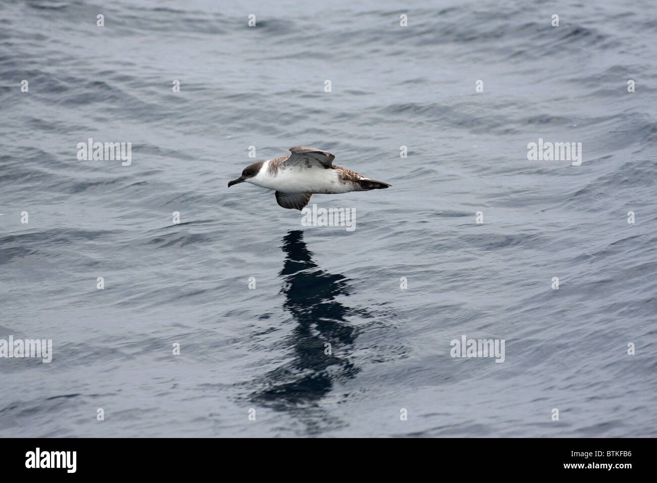 Seabird flying hi-res stock photography and images - Alamy