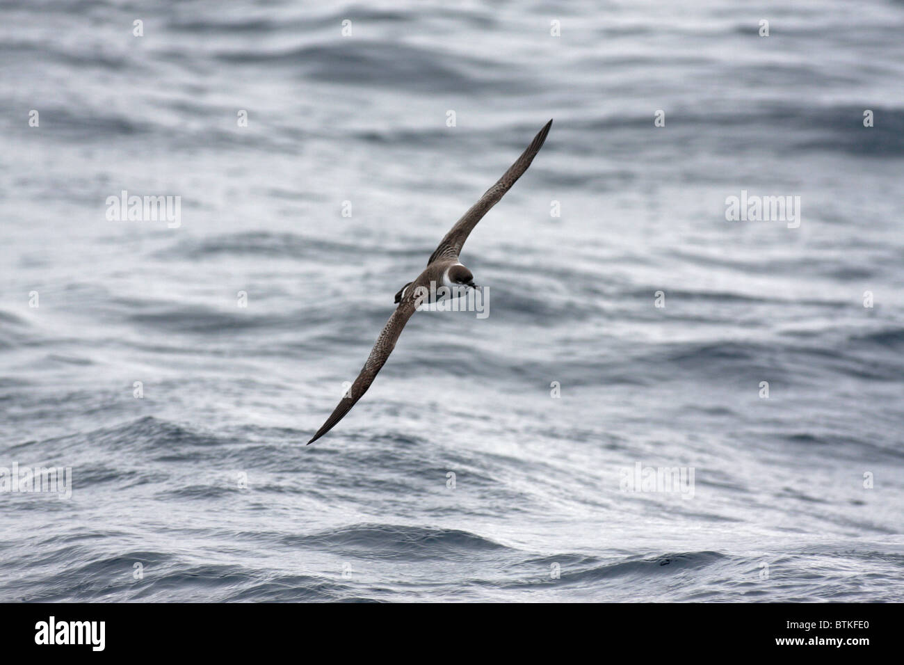 seabird flying over open sea Stock Photo - Alamy