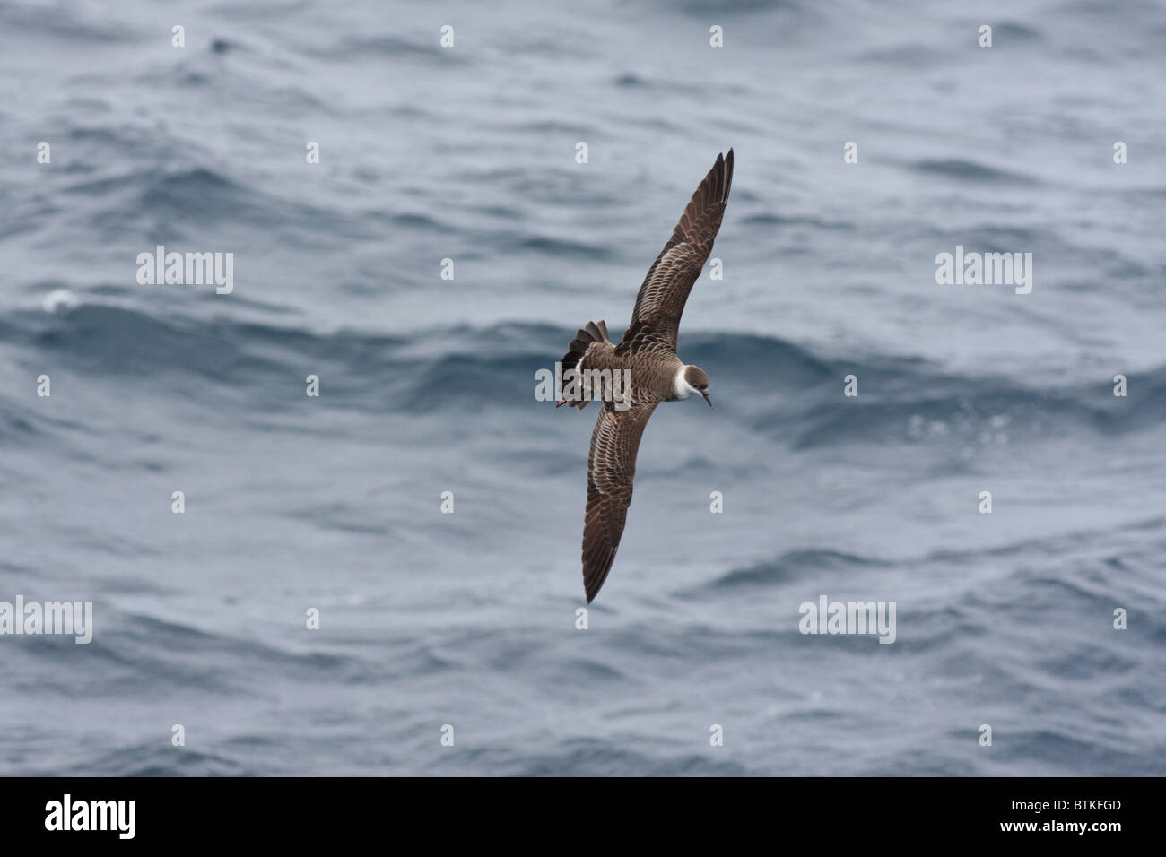 seabird flying over open sea Stock Photo - Alamy