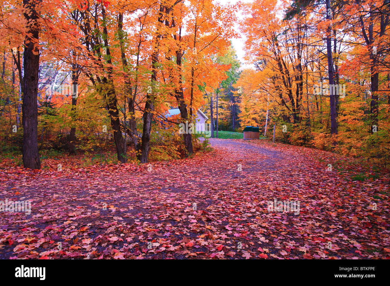 Fall foliage in a late afternoon in Algonquin provincial park, Canada ...