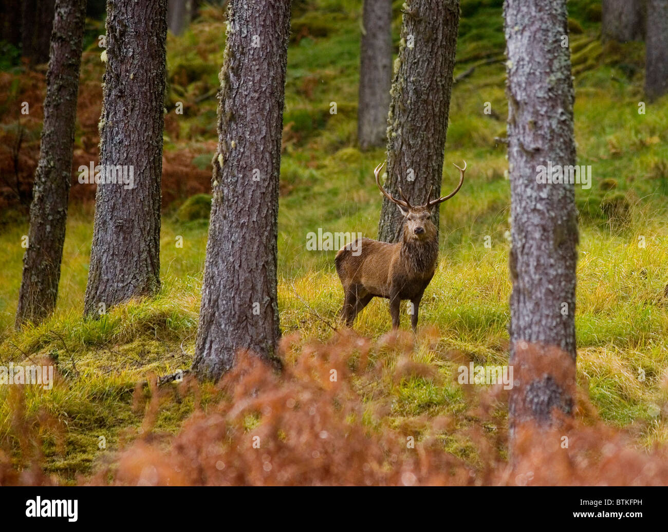 Protecting the females hi-res stock photography and images - Alamy