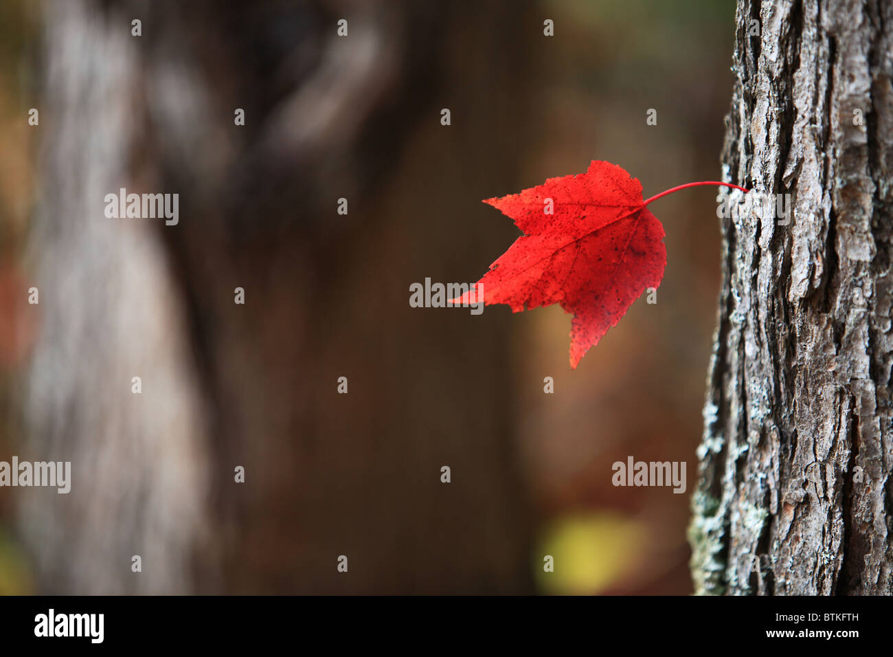 Maple tree canada flag hi-res stock photography and images - Alamy