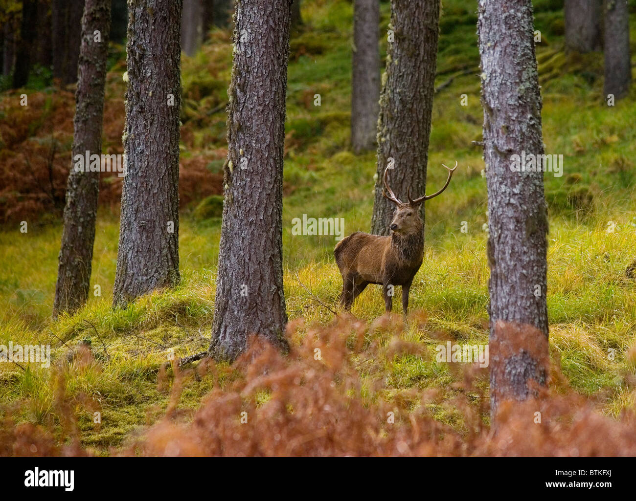 Wild Red Deer Stag protecting his females in Glen Etive which runs off ...
