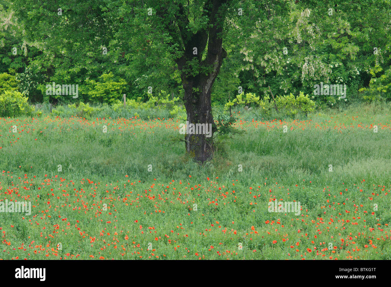 Field of poppies with trees hi-res stock photography and images - Alamy