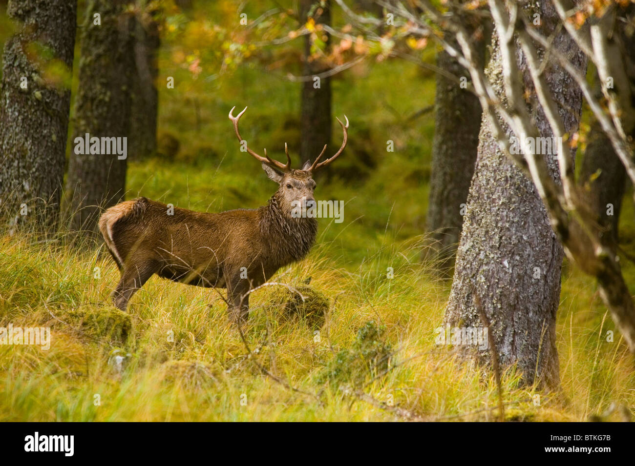 Protecting the females hi-res stock photography and images - Alamy
