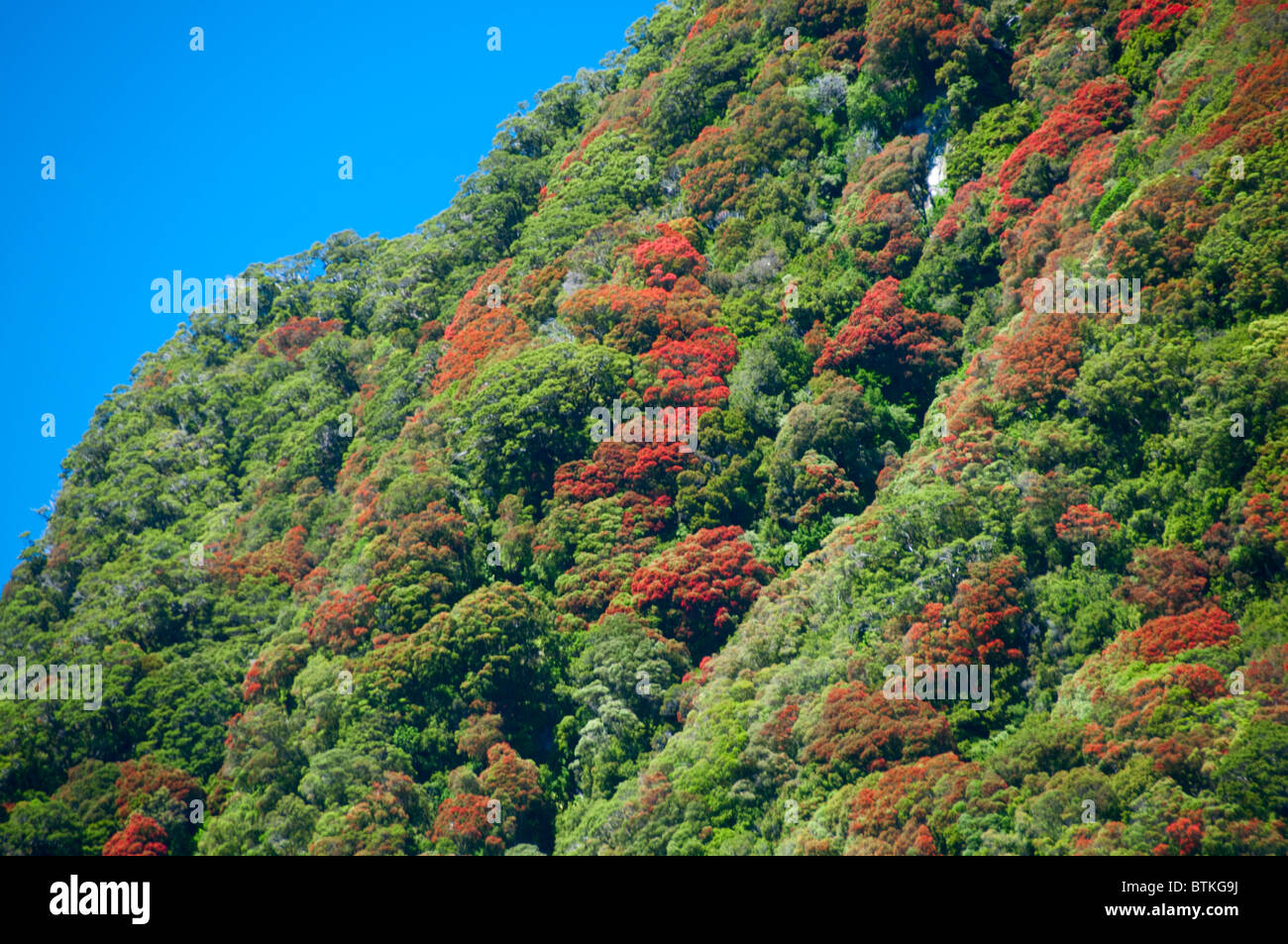 Haast Pass,Haast River,Southern Alps,Rata Trees in Flower,South Island ...