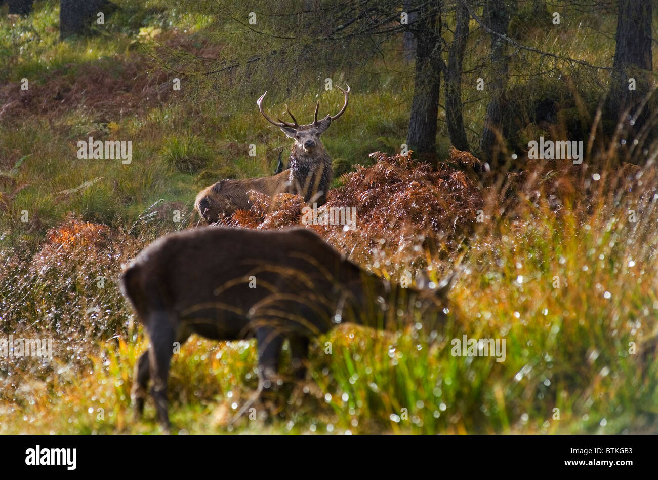 Wild Red Deer Stag protecting his females in Glen Etive which runs off ...
