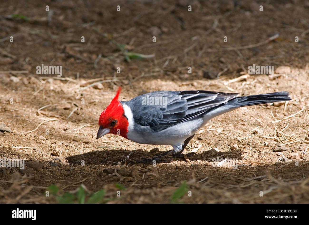 Red crested Brazilian Cardinal in Hawaii Stock Photo - Alamy