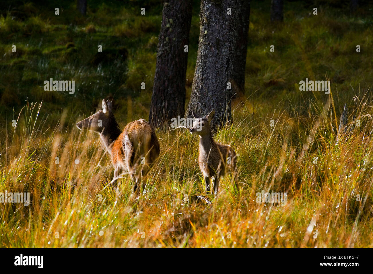 Protects from deer hi-res stock photography and images - Alamy