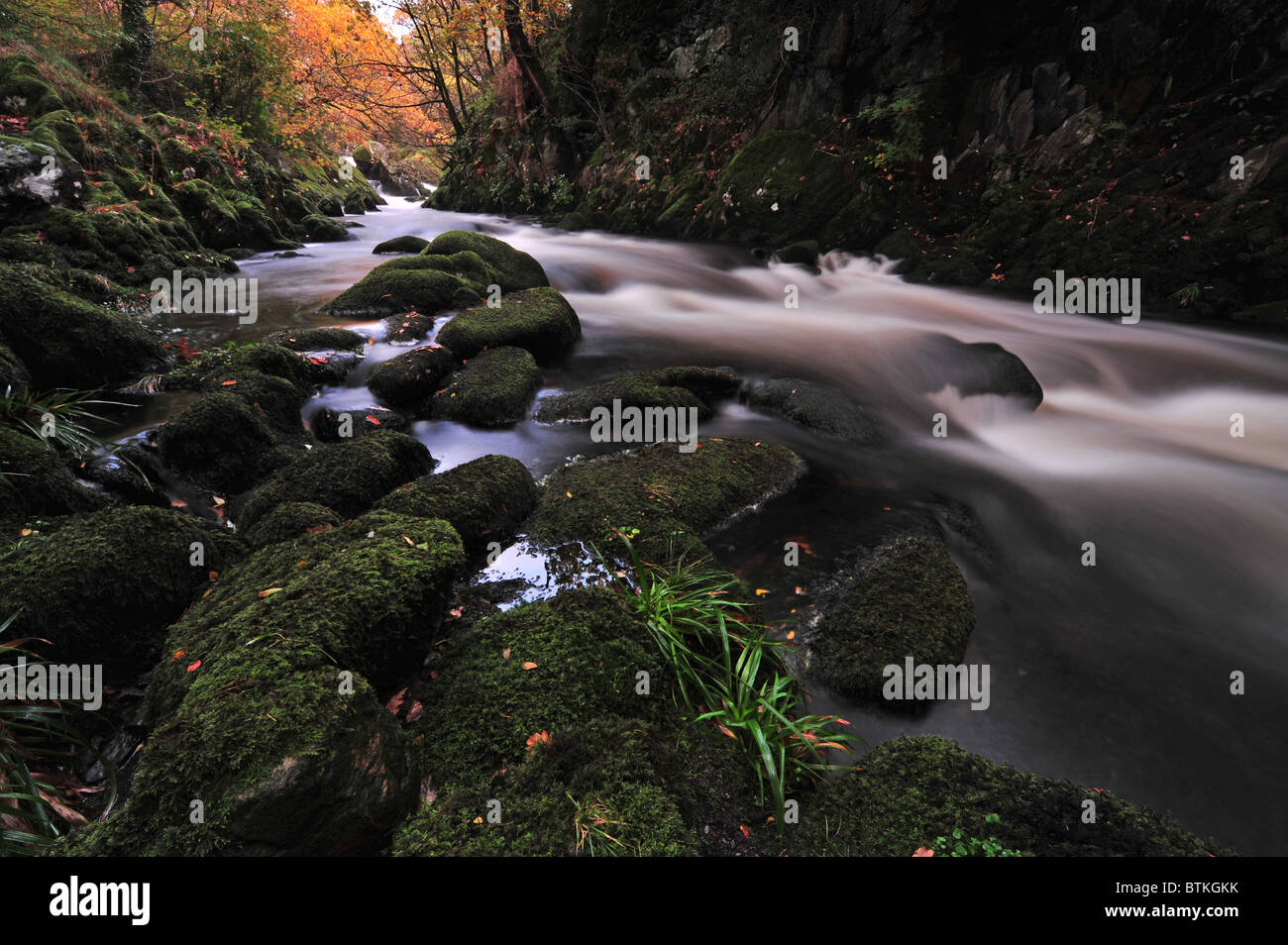 Woodland stream landscape hi-res stock photography and images - Alamy