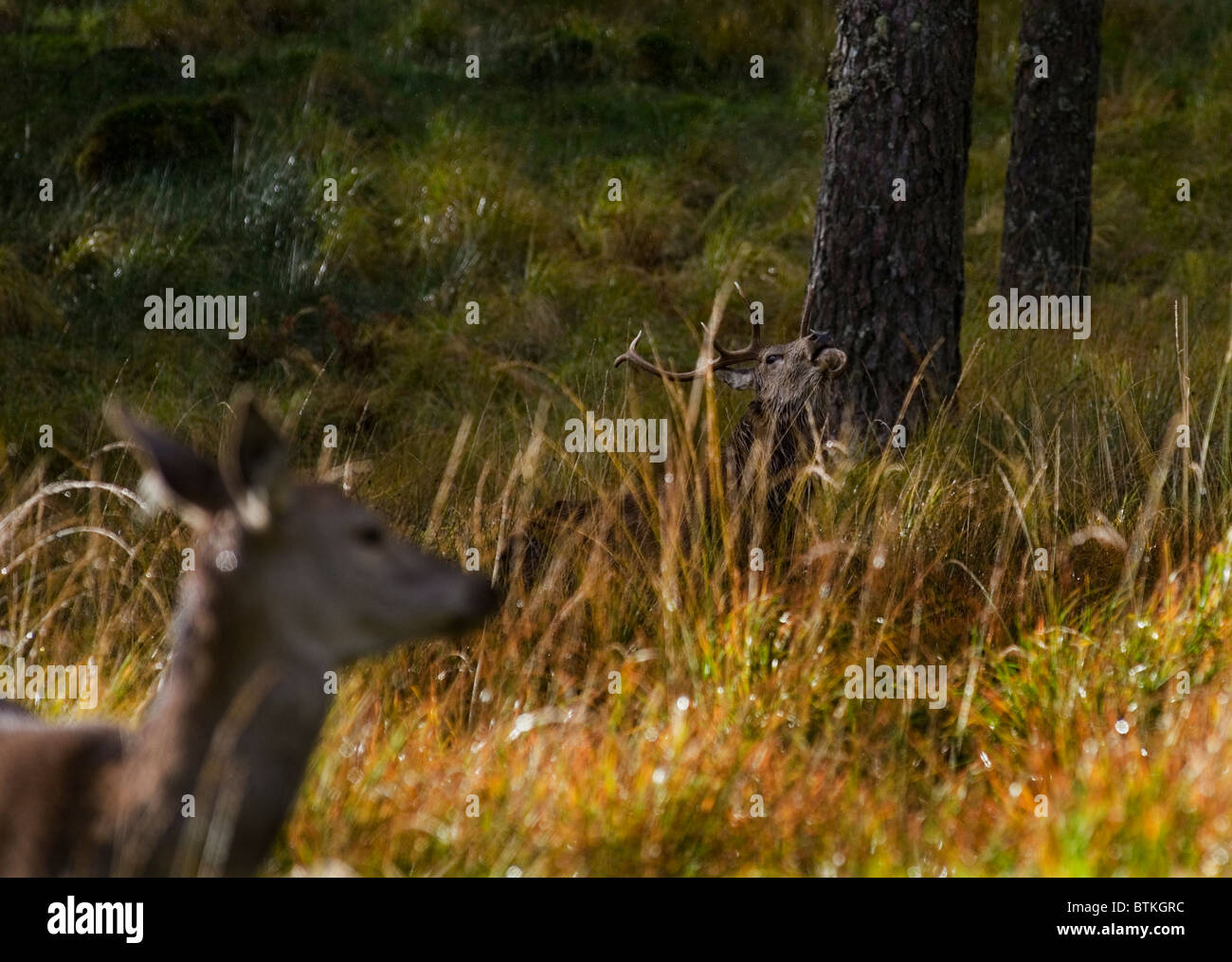 Wild Red Deer Stag belows to protect his females in Glen Etive which ...
