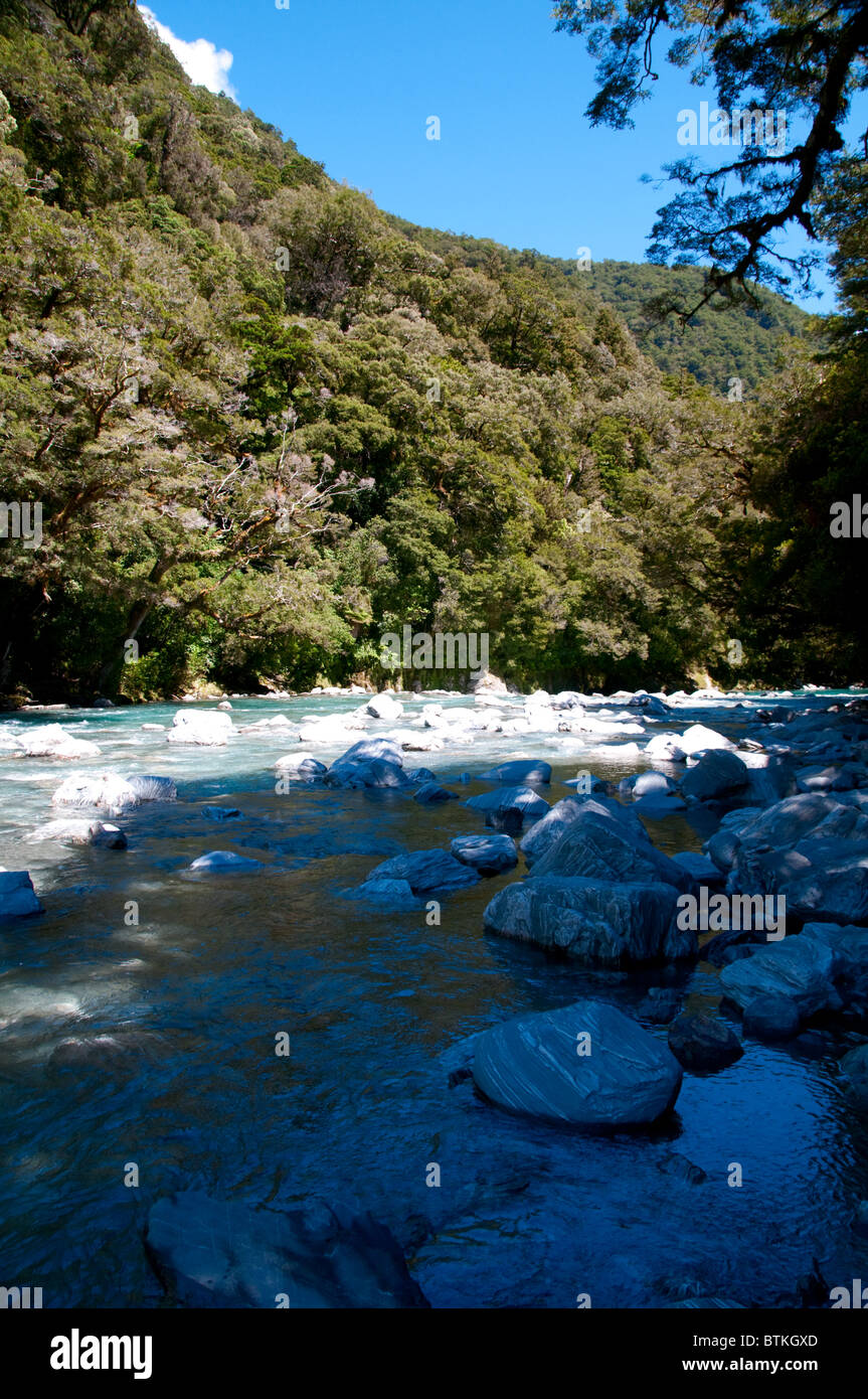 Rata trees flowering hi-res stock photography and images - Alamy