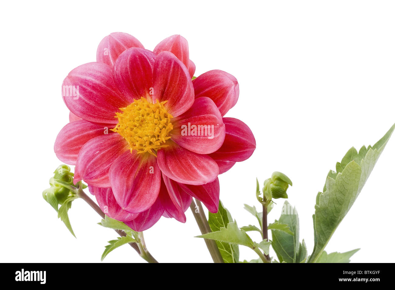 Dwarfish hi-res stock photography and images - Alamy