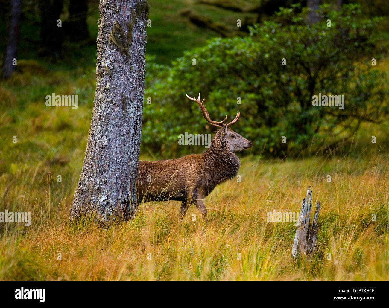 Wild Red Deer Stag protecting his females in Glen Etive which runs off ...