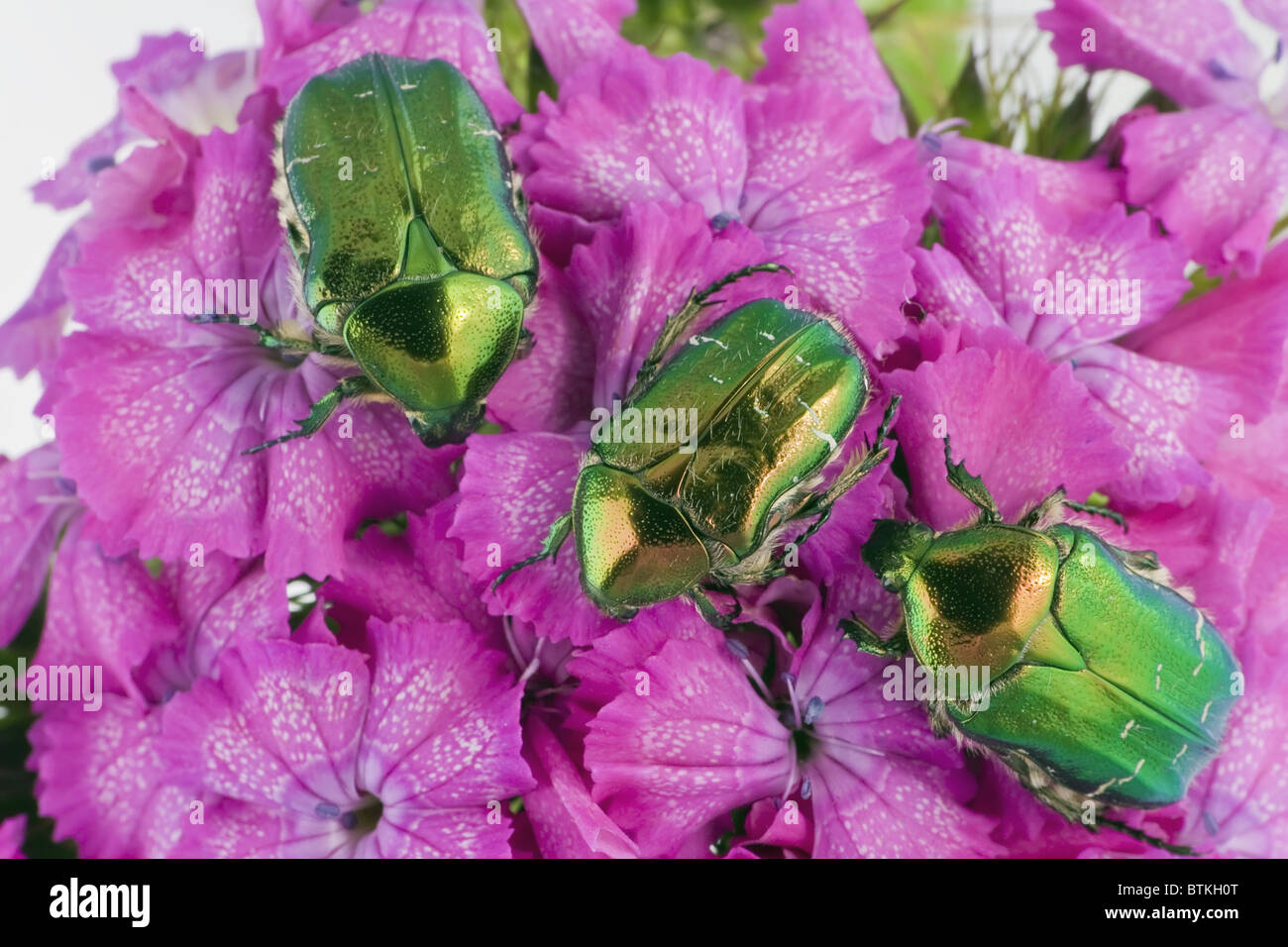 Layoutvorlage hi-res stock photography and images - Alamy