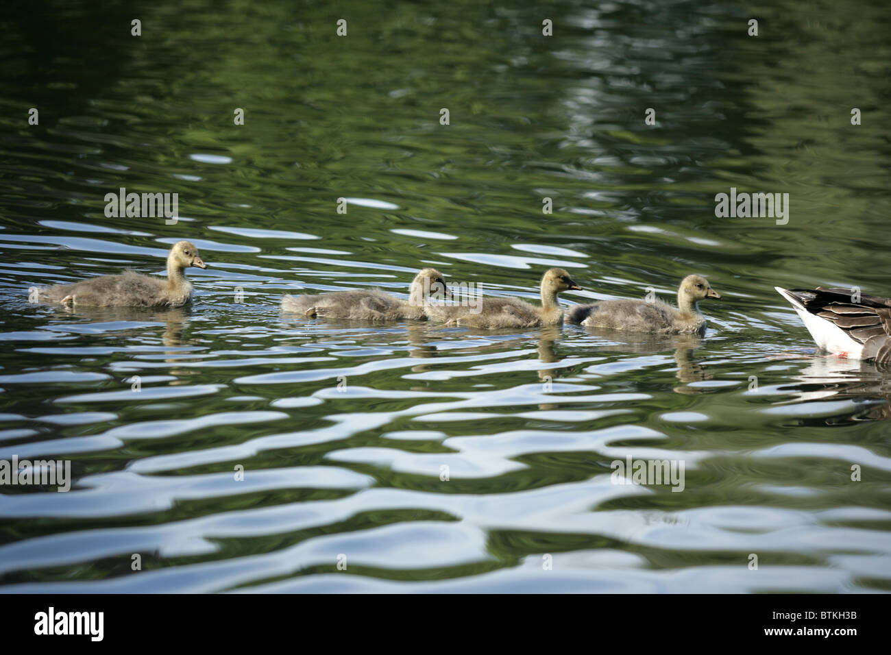 Four Greylag goose chicks swimming Stock Photo - Alamy
