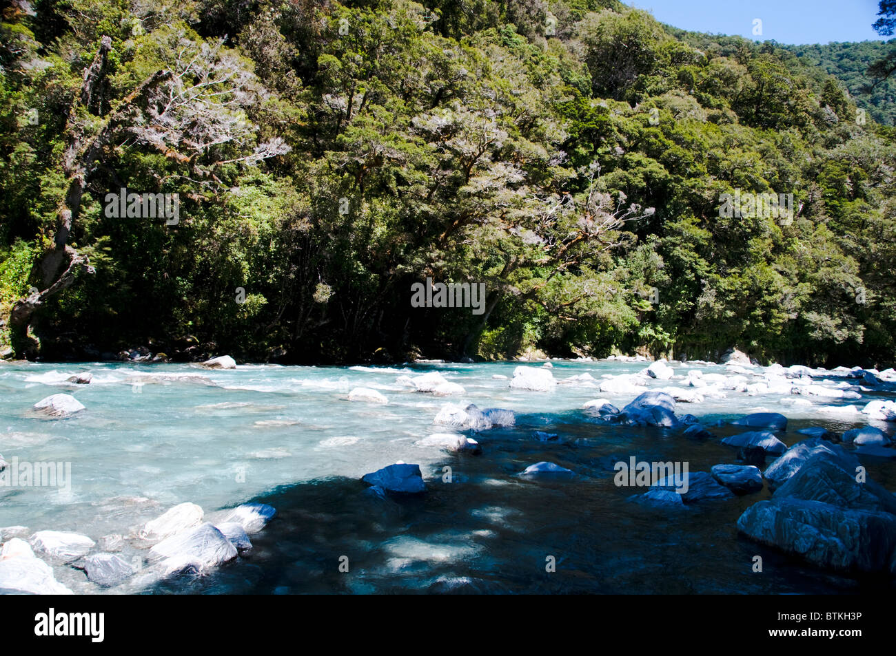 Haast Pass,Haast River,Southern Alps,Rata Trees in Flower,South Island ...
