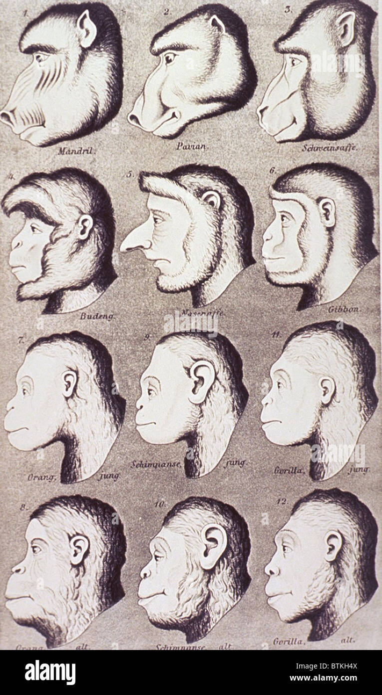A series of primate heads progressively develop to more human-like ...