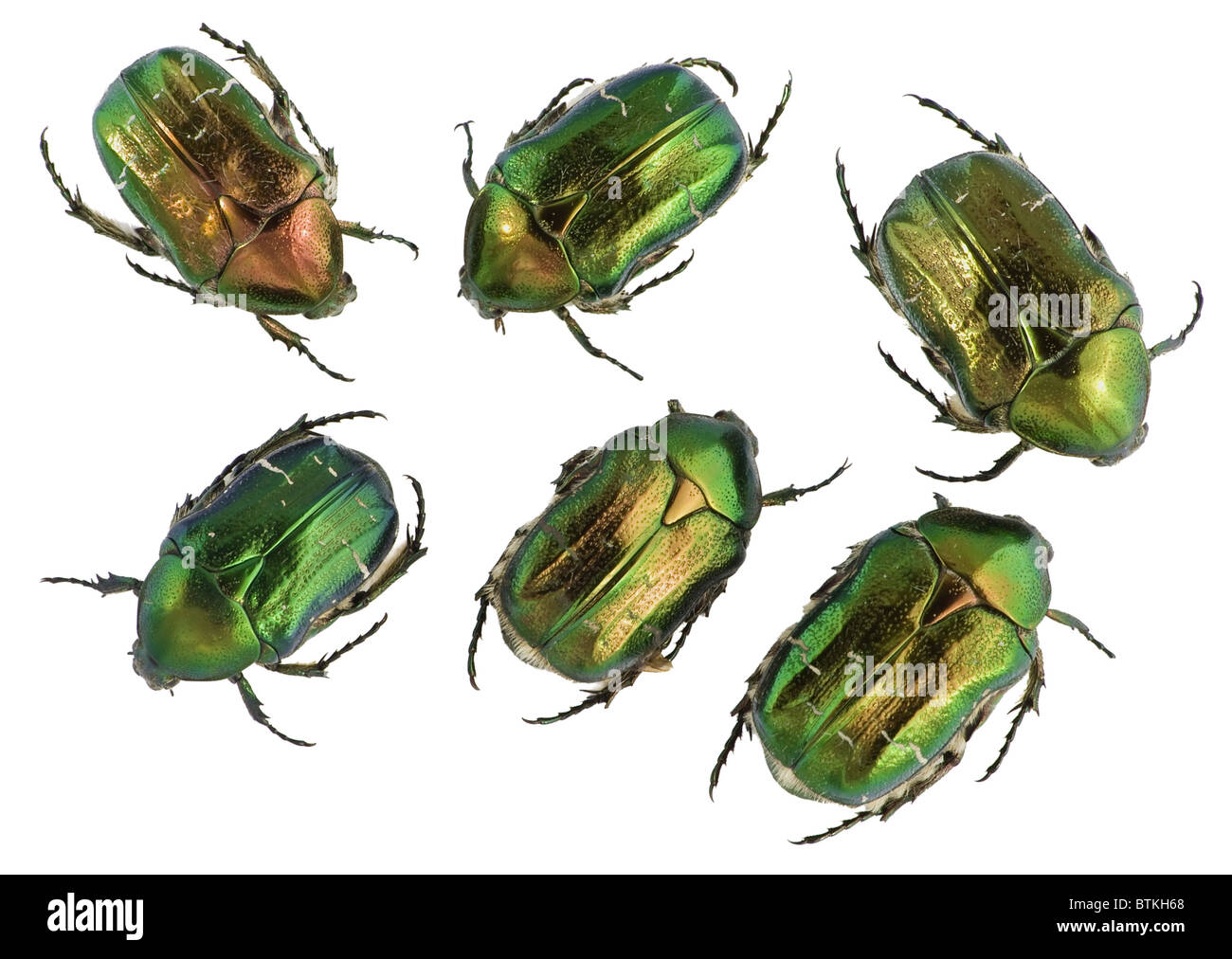 Emerald gold bugs set Stock Photo - Alamy