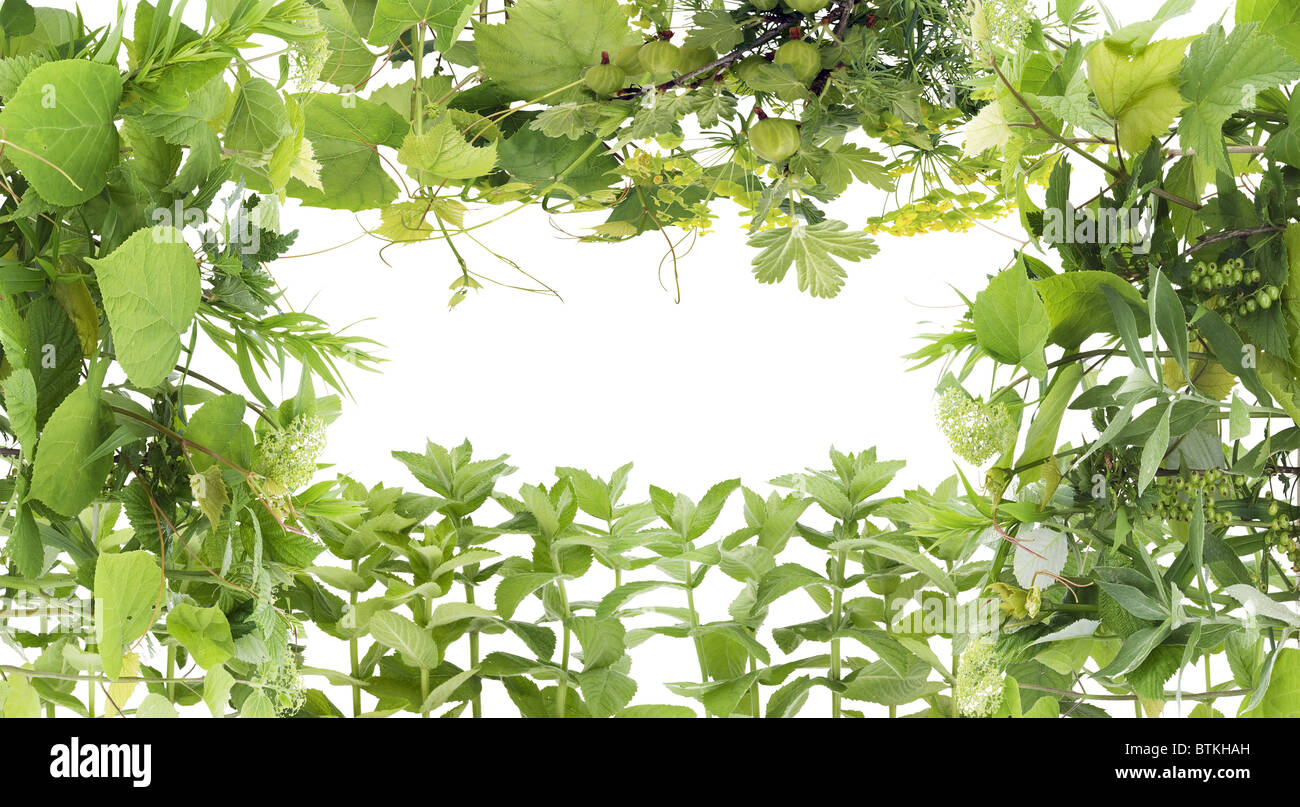 Green frame from plants Stock Photo - Alamy