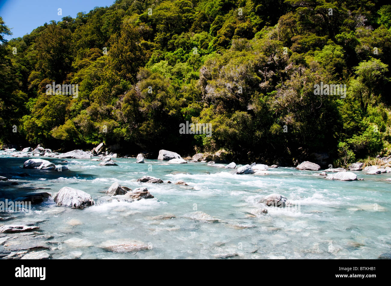 Haast Pass,Haast River,Southern Alps,Rata Trees in Flower,South Island ...
