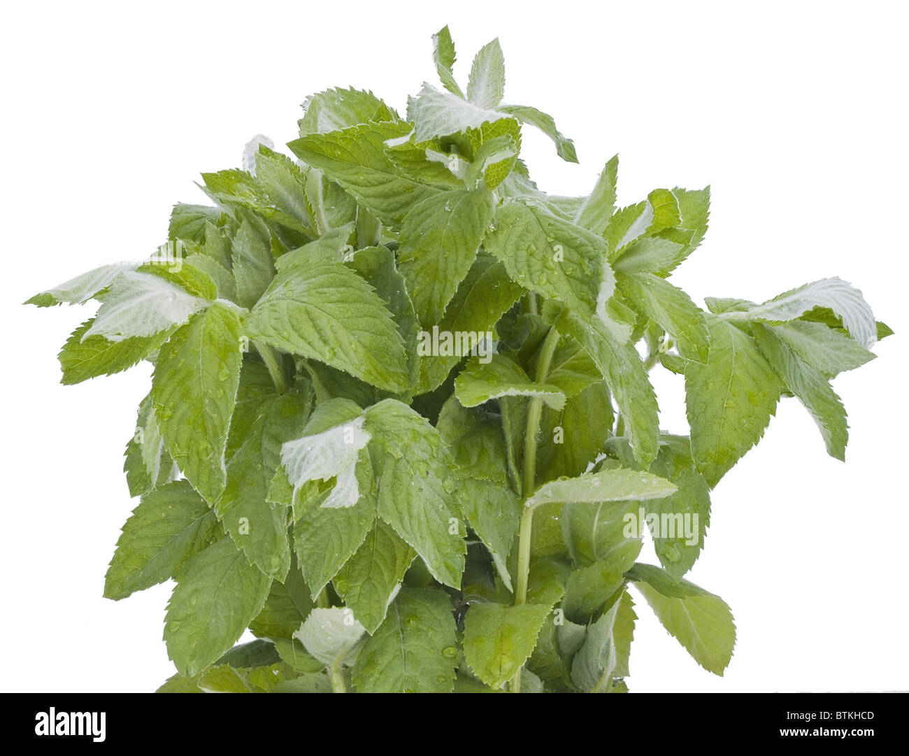 Bunch of green wet mint Stock Photo - Alamy