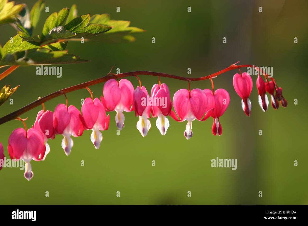 Bleeding hearts ontario canada hi-res stock photography and images - Alamy
