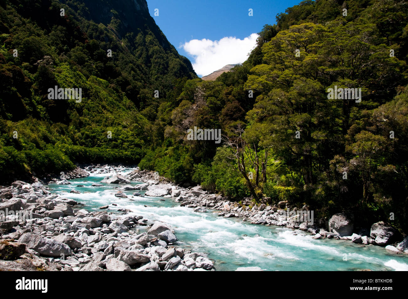Rata trees flowering hi-res stock photography and images - Alamy