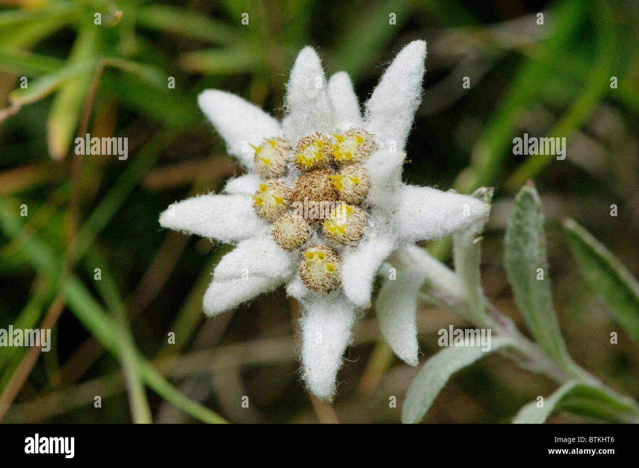 A close up view of an Edelweiss Stock Photo - Alamy
