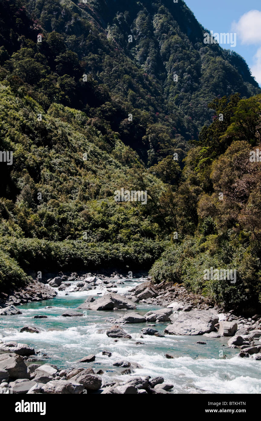 Haast Pass,Haast River,Southern Alps,Rata Trees in Flower,South Island ...