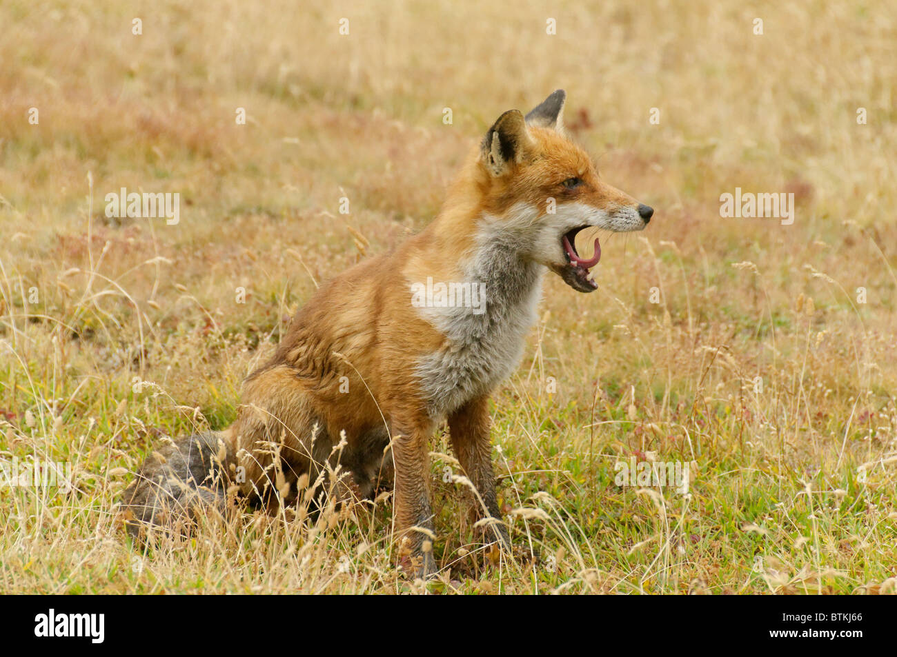 A Fox yawning Stock Photo - Alamy