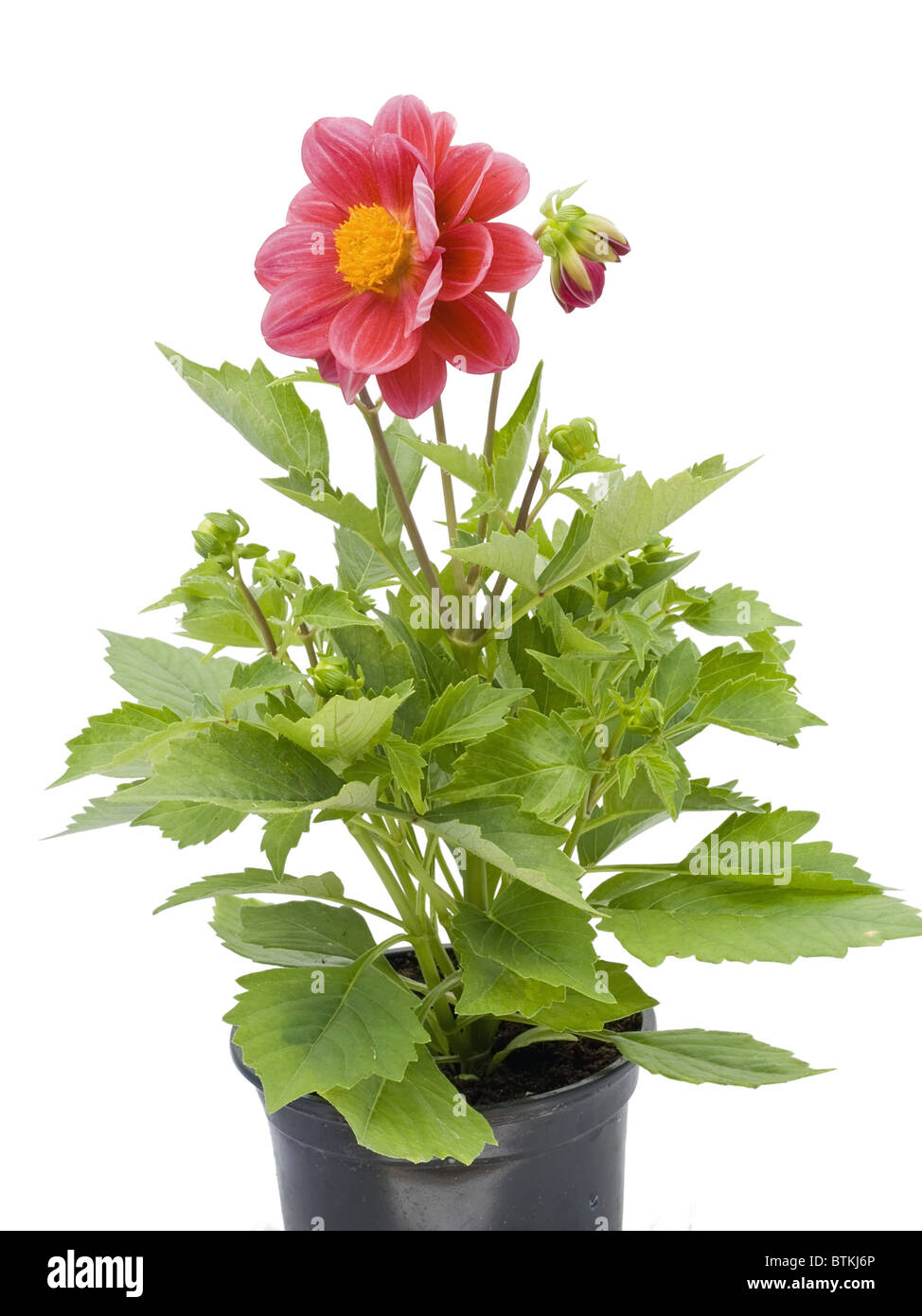 The green flower bud of a dahlia in spring hi-res stock photography and ...